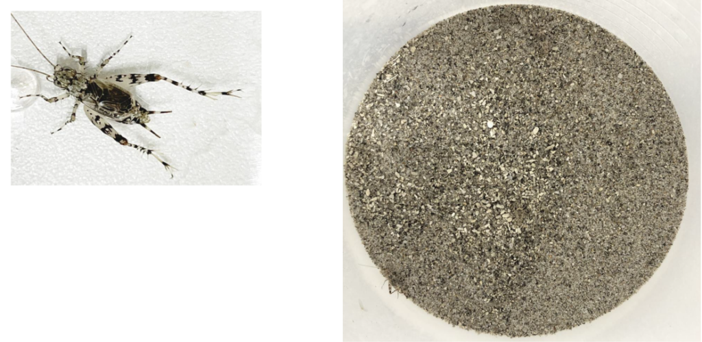 The impact of increasing urbanization on insects and their adaptation ...